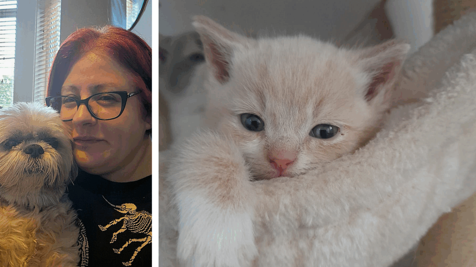 Ideas For Adapting Cattery Pens During Kitten Development – Association ...